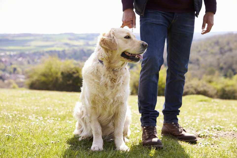 How to become a dog walker – a ten step guide