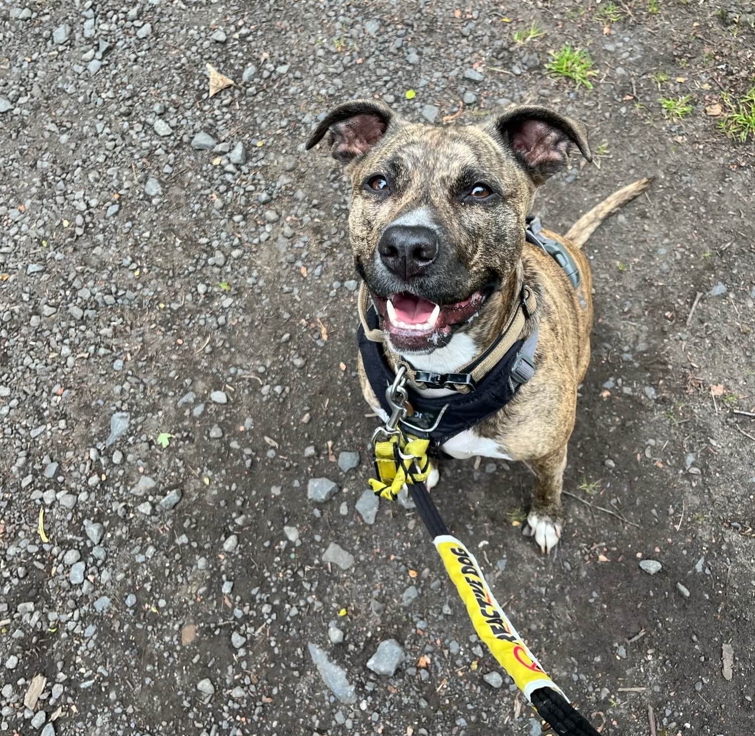 How to become a dog walker – a ten step guide